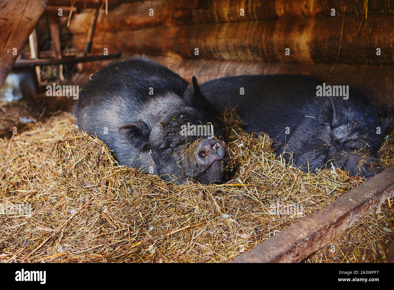 Sleeping pot bellied pig hi-res stock photography and images - Alamy