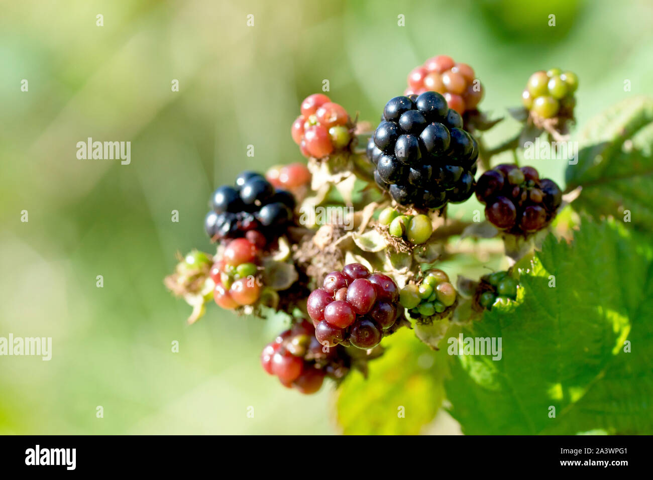Bramble berries hi-res stock photography and images - Alamy