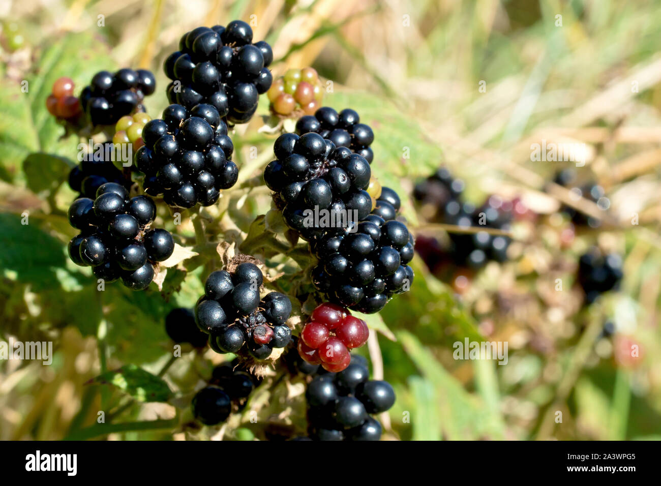 Mostly native plants hi-res stock photography and images - Alamy