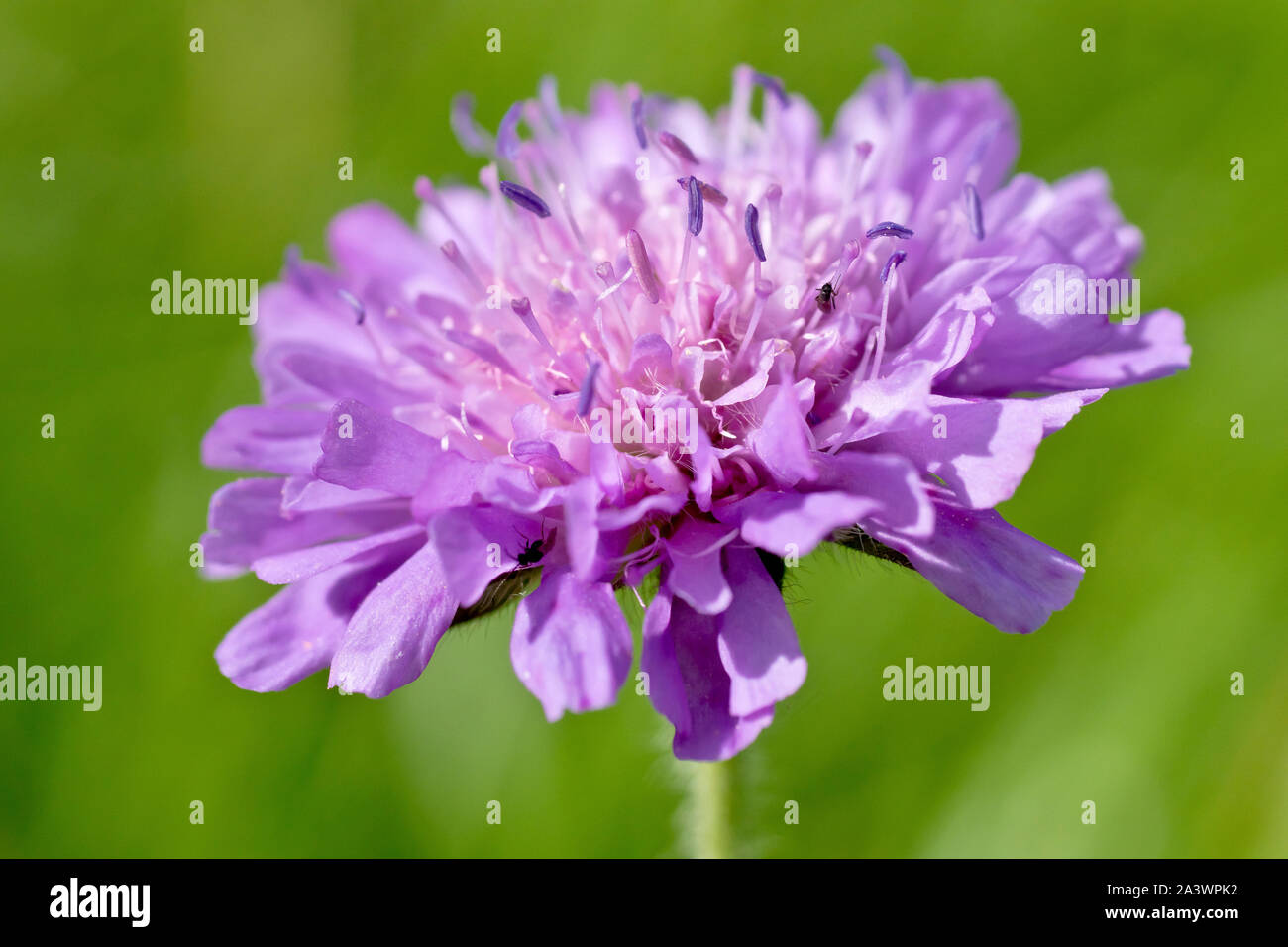 Gypsy Flower High Resolution Stock Photography and Images - Alamy