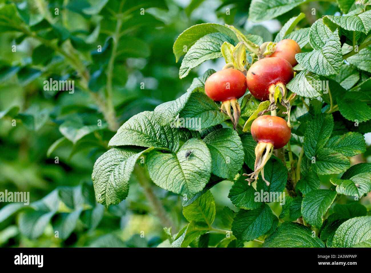Produces rose hips hi-res stock photography and images - Alamy