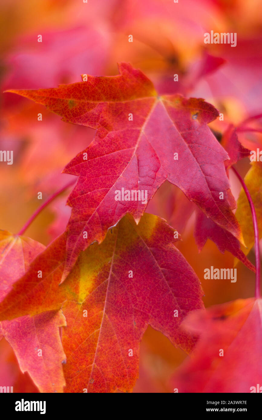 Fiery red maple leaves in fall Stock Photo - Alamy