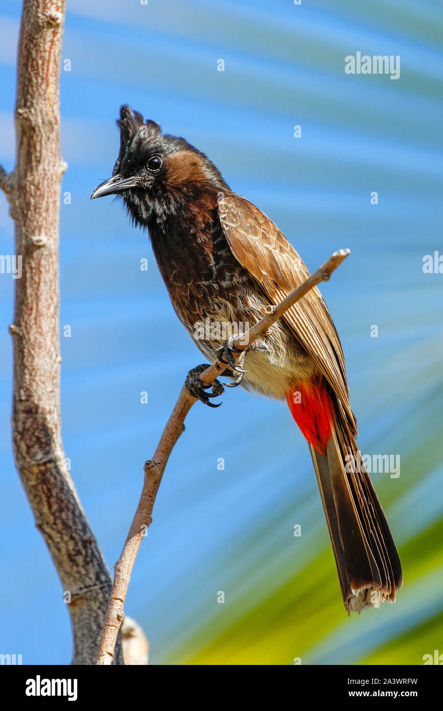 Red vented bulbul bird hi-res stock photography and images - Alamy