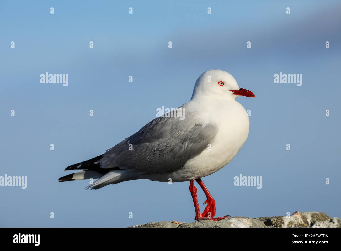Red-billed gull on the coast of Kaikoura peninsula, South Island, New ...