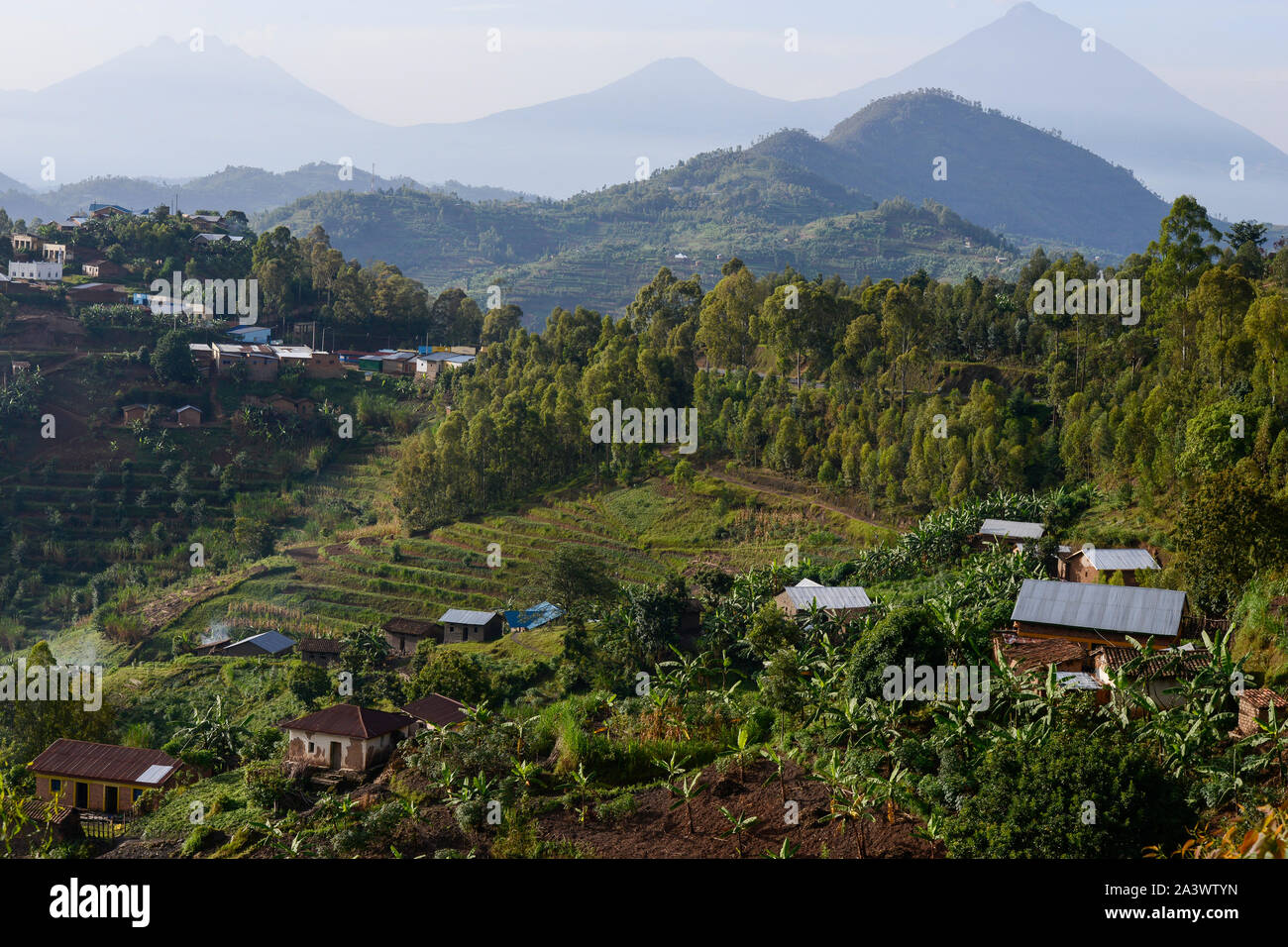 Virunga mountains rwanda gorilla hi-res stock photography and images ...