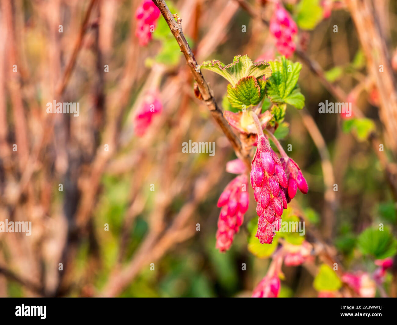 Currant in spring hi-res stock photography and images - Alamy