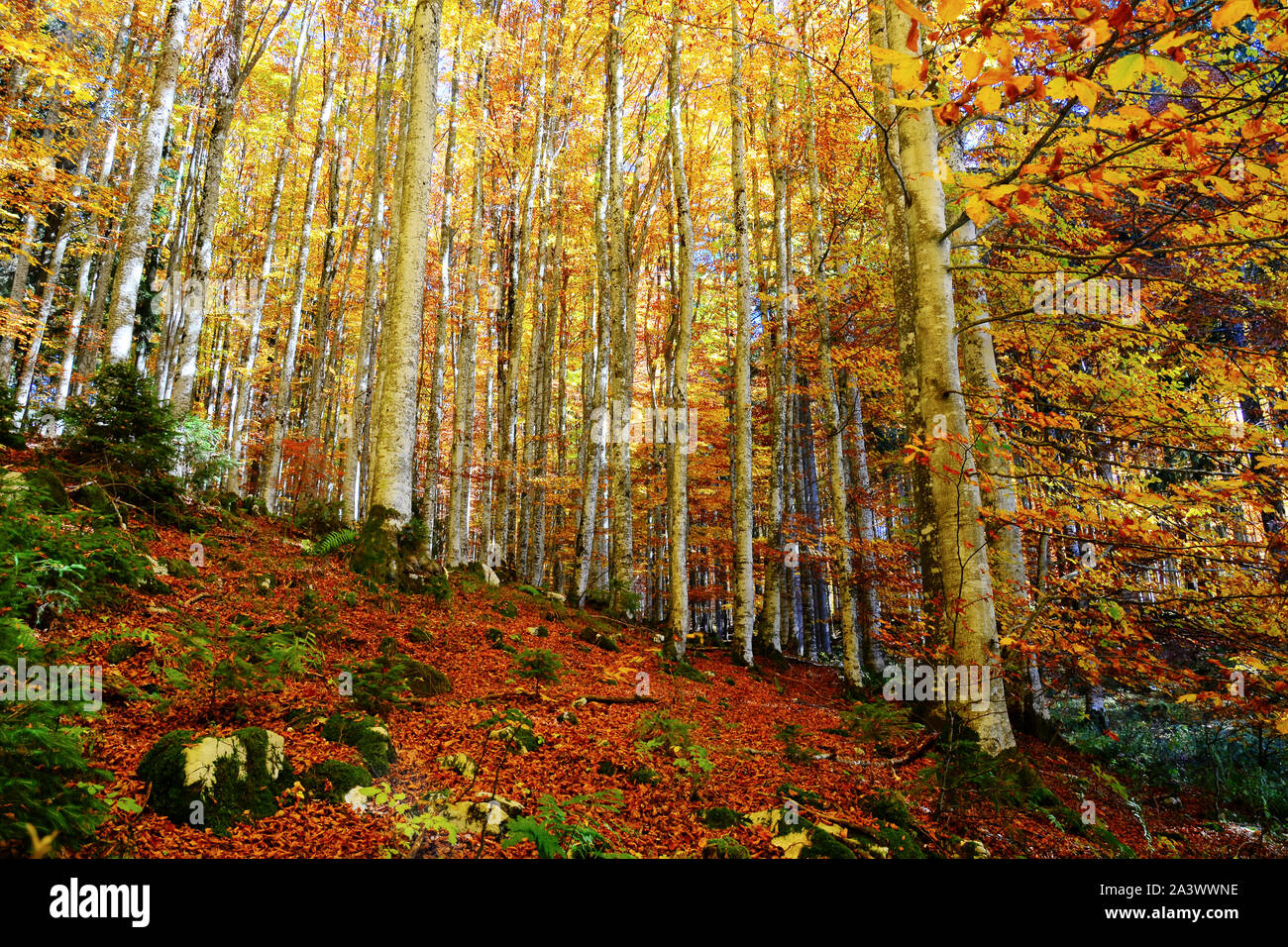 autumn in the woods Stock Photo - Alamy