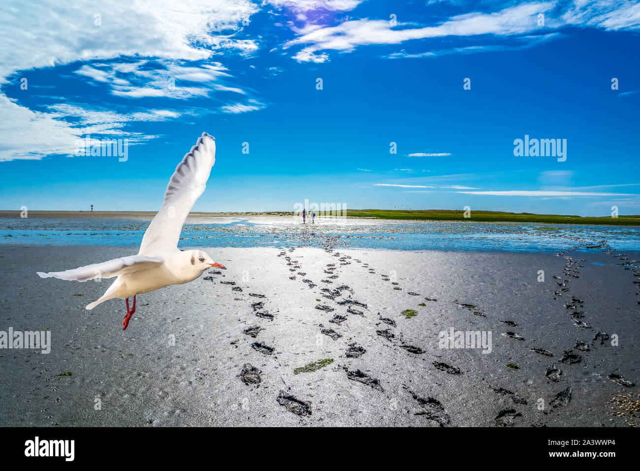 Footprints in the North Sea Watt Stock Photo - Alamy