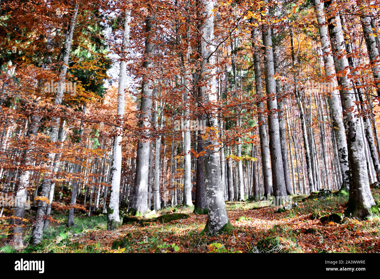 the colors of autumn Stock Photo - Alamy