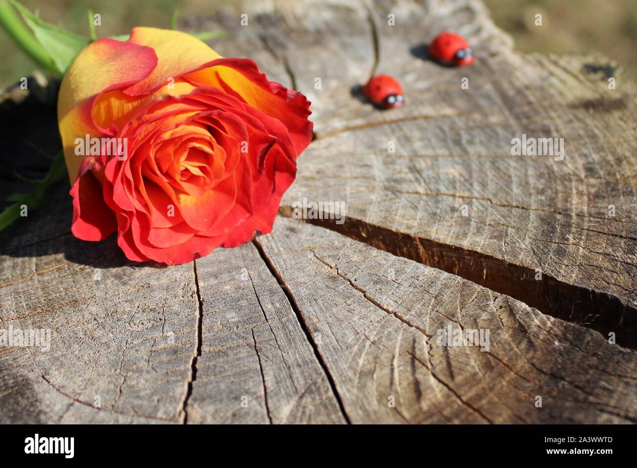 Rose on the ground hi-res stock photography and images - Alamy