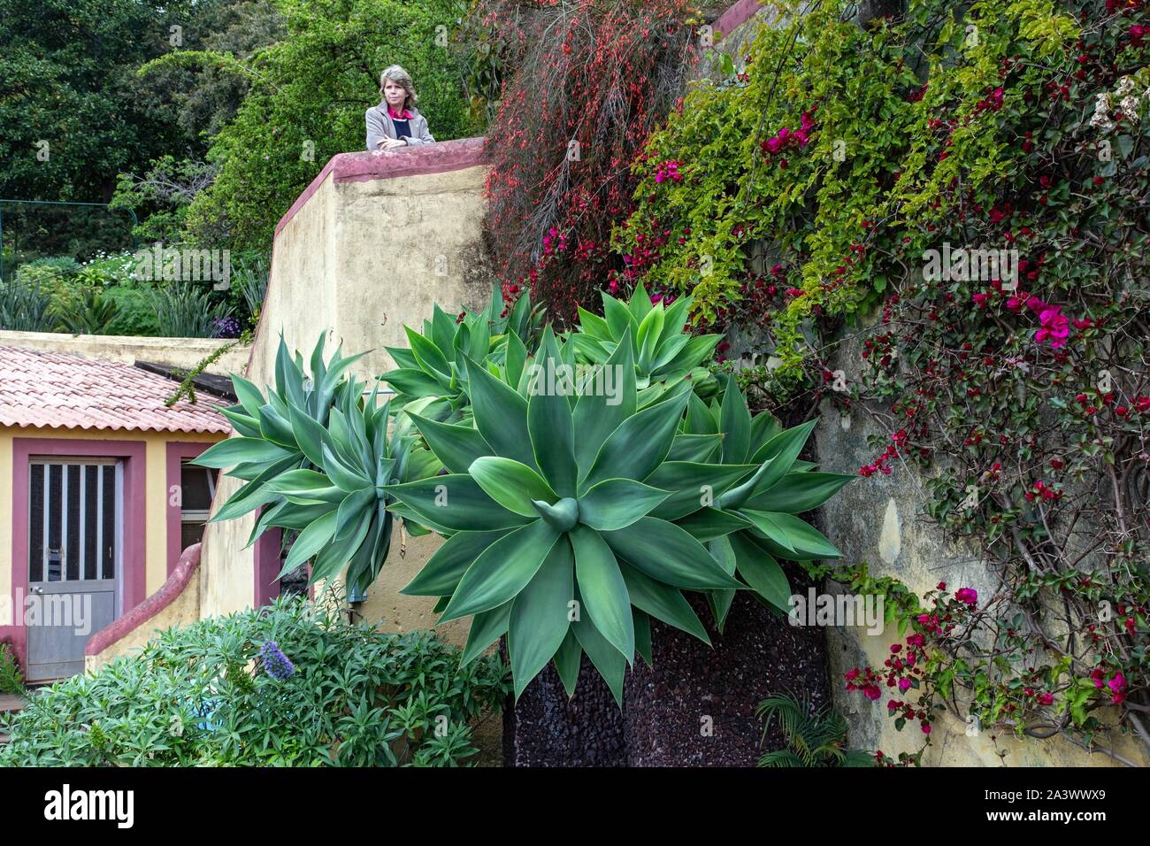 AGAVE ATTENUA, SUCCULENT PLANT OF THE AGAVACEAE FAMILY, BOTANICAL ...