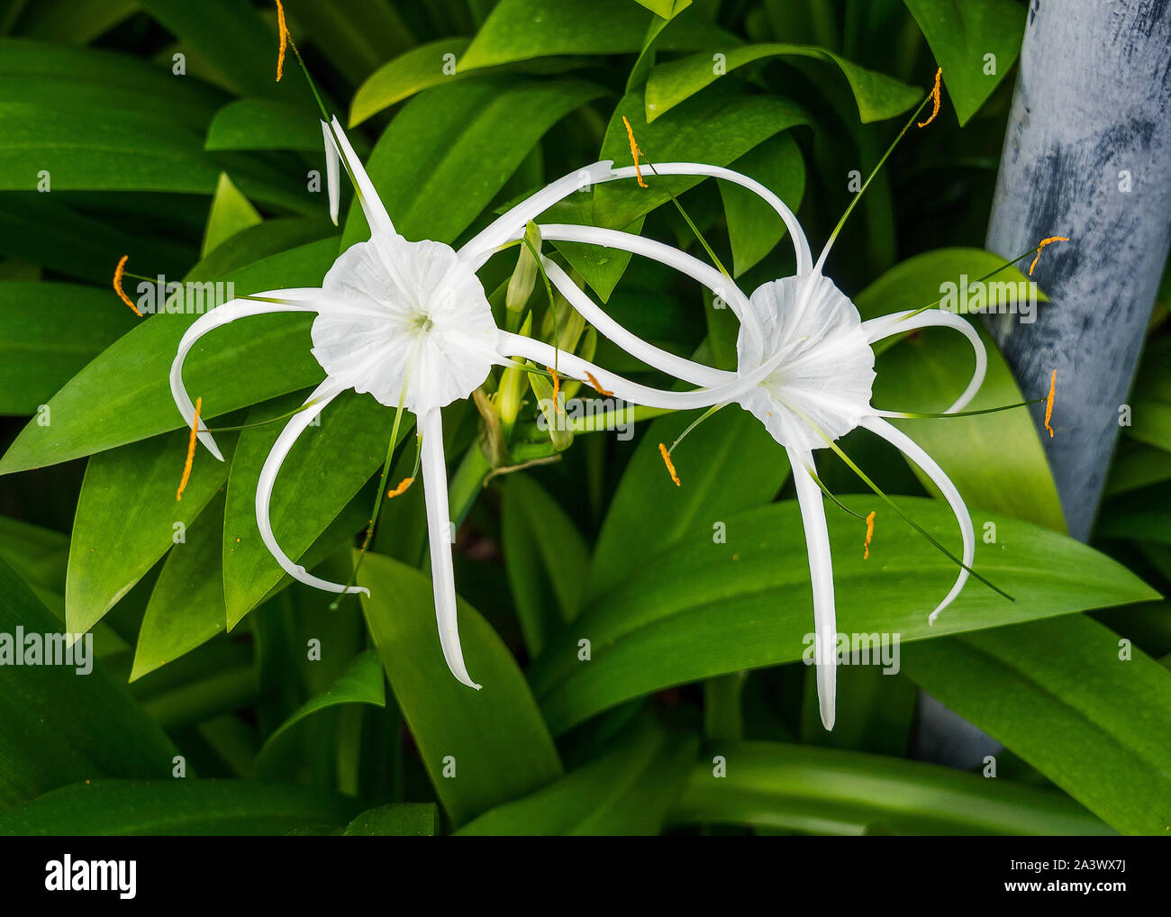 Flowers in Singapore National Orchid Garden Stock Photo - Alamy