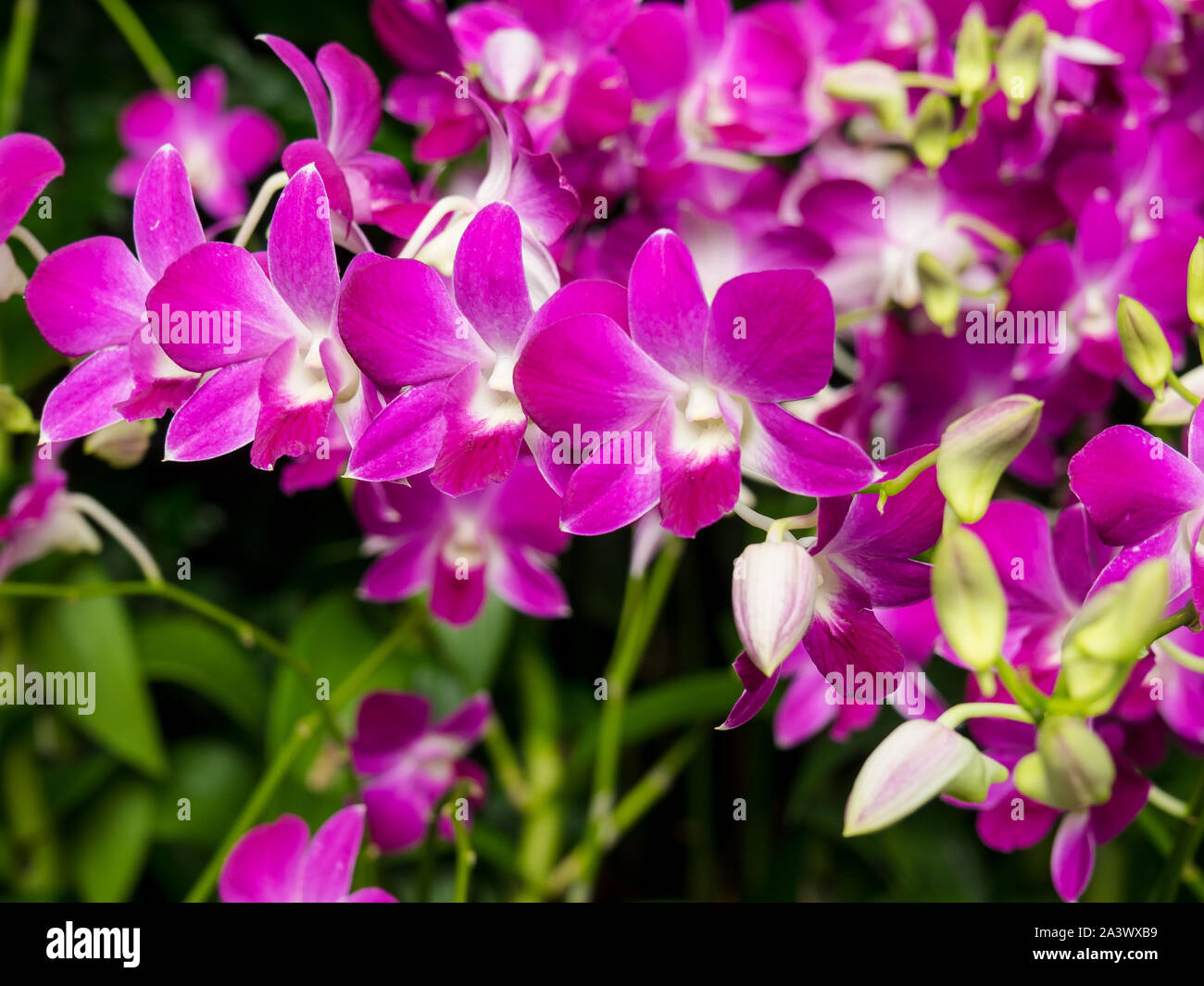 Flowers in Singapore National Orchid Garden Stock Photo - Alamy