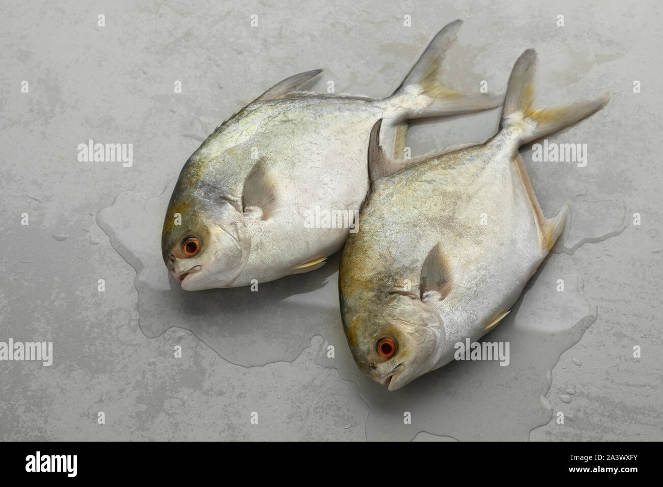Pair of fresh raw golden pomfret fishes or Rays bream fish Stock Photo ...