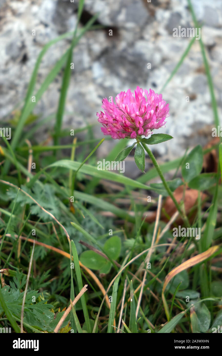 Dwarf clover hi-res stock photography and images - Alamy