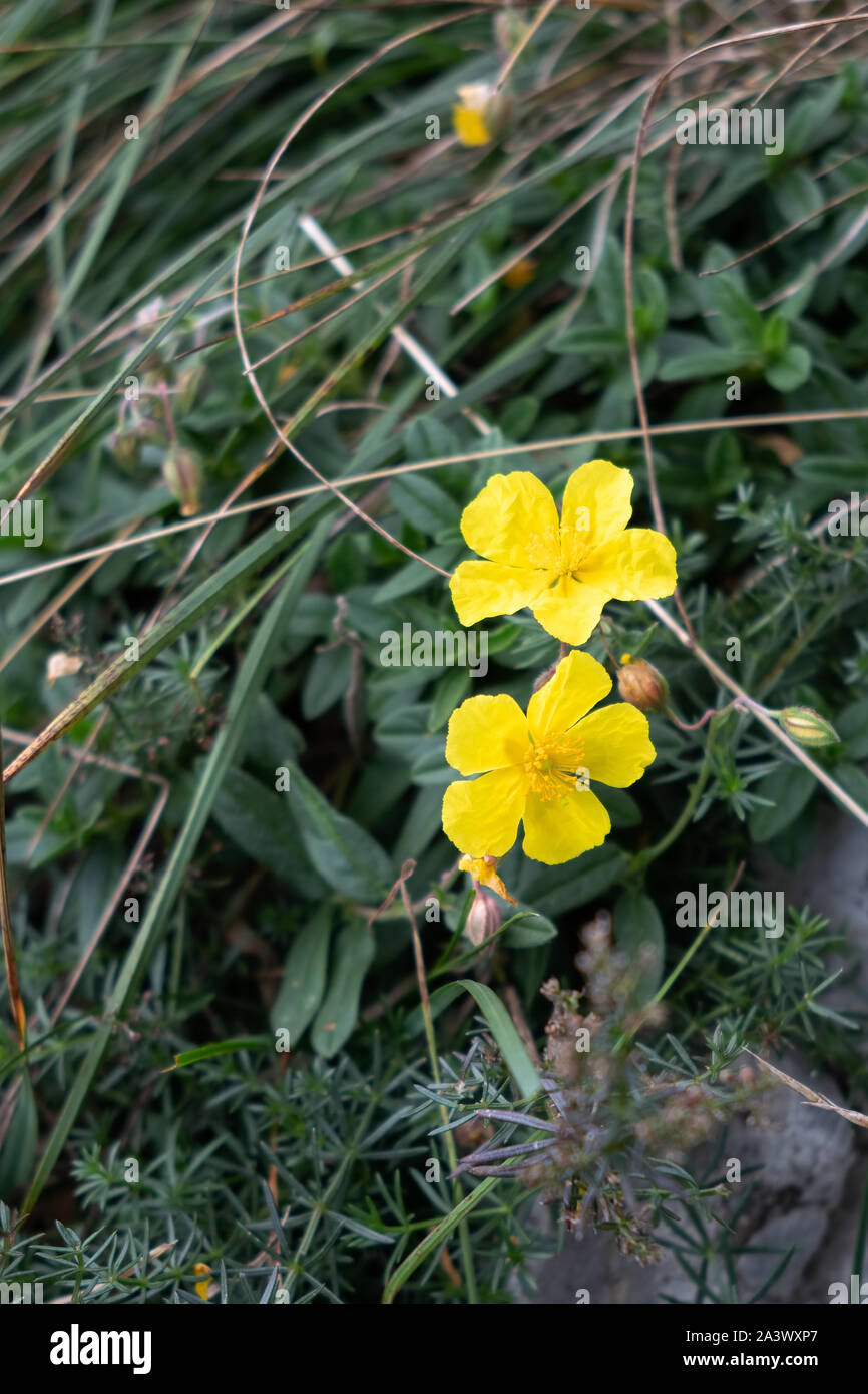 Dwarf Helianthemum High Resolution Stock Photography and Images - Alamy
