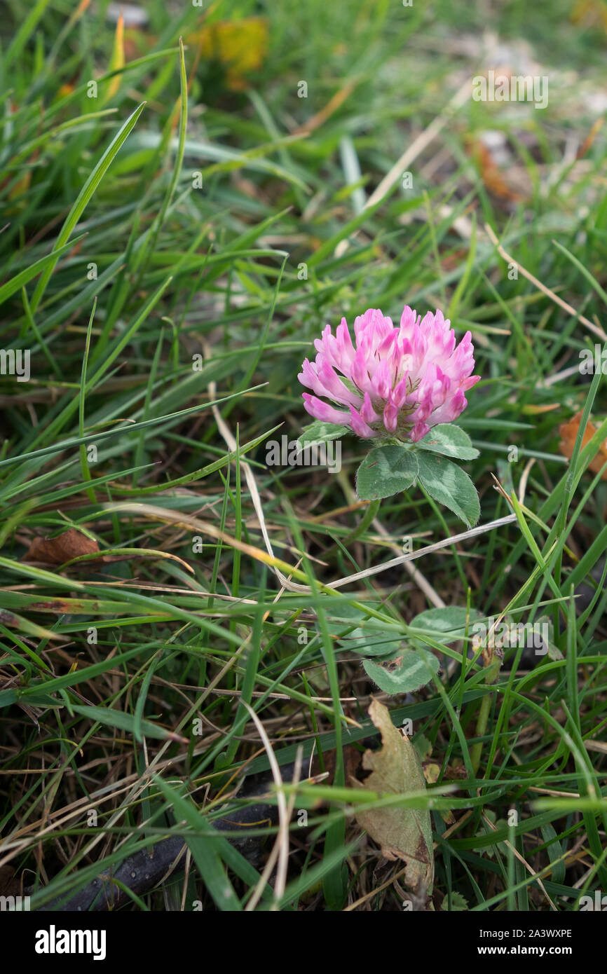 Dwarf clover hi-res stock photography and images - Alamy