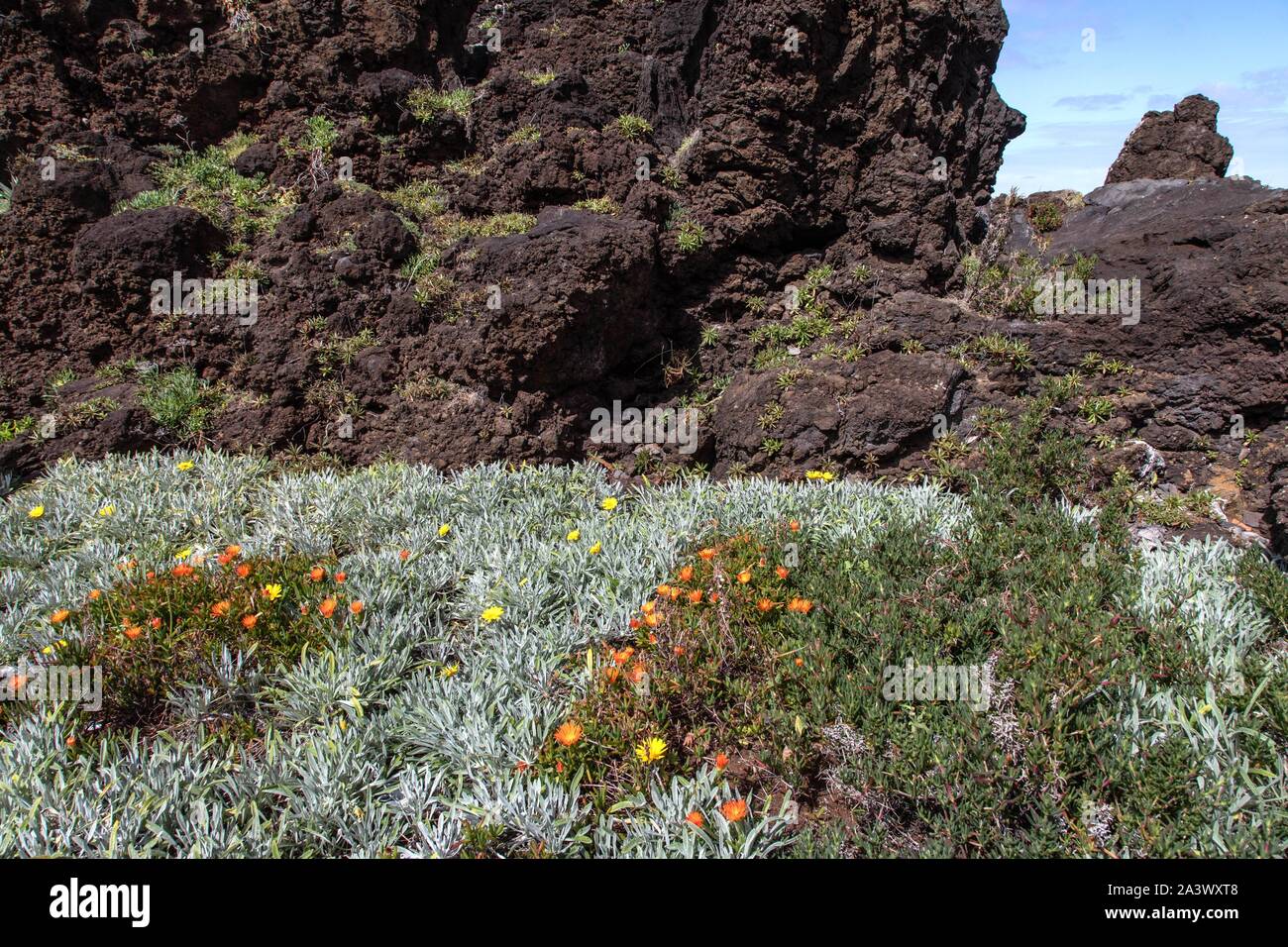 VEGETATION IN THE VOLCANIC ROCK, PORTO MONIZ, ISLAND OF MADEIRA ...
