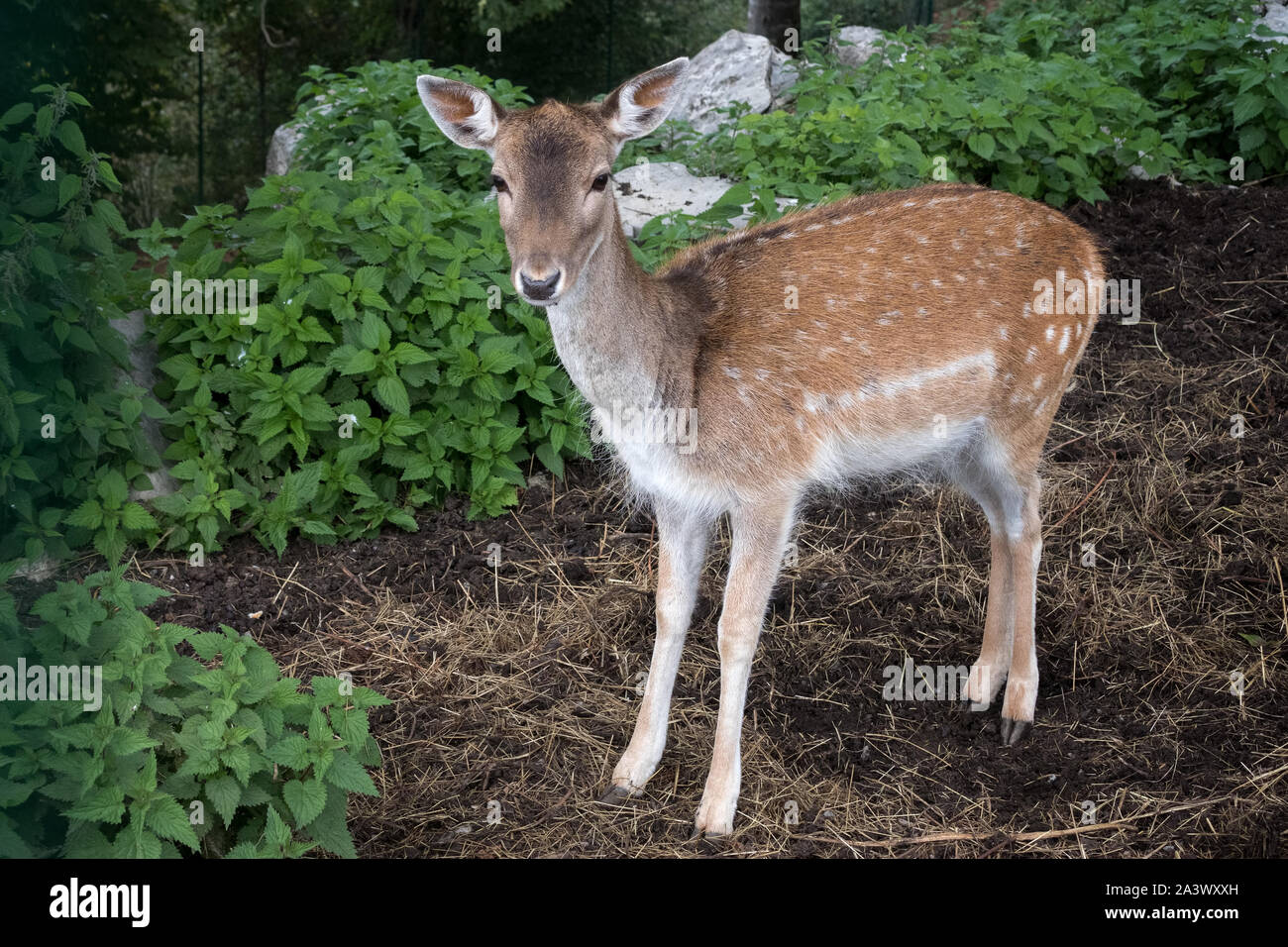 Italy deer hi-res stock photography and images - Alamy