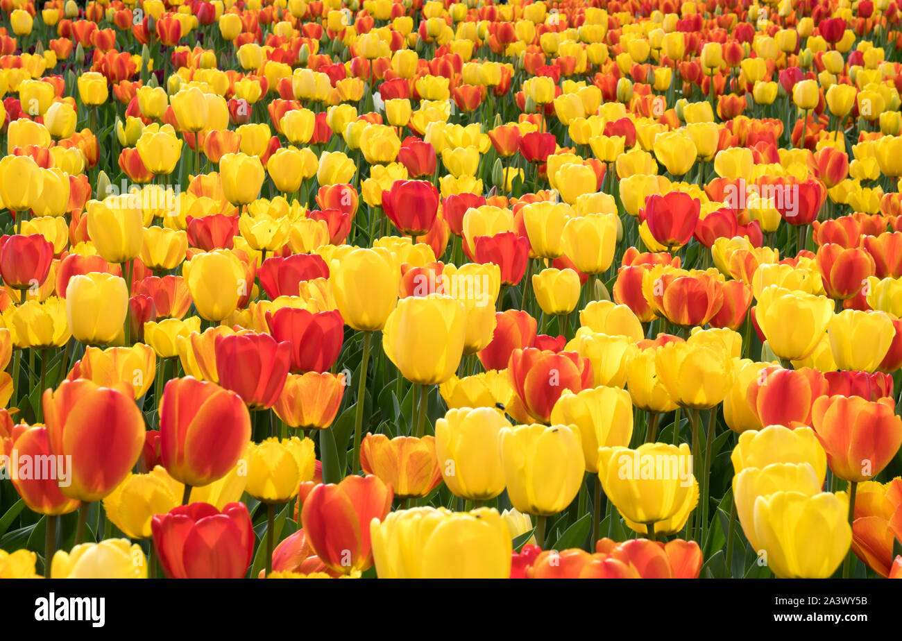 Spring season landscape tulip hi-res stock photography and images - Alamy