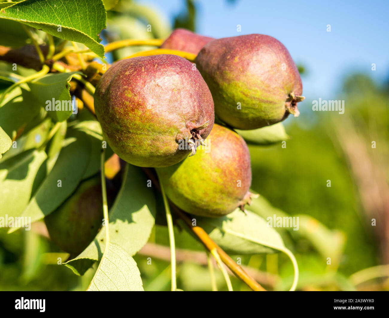 Summer pear Red Williams Christ Stock Photo - Alamy