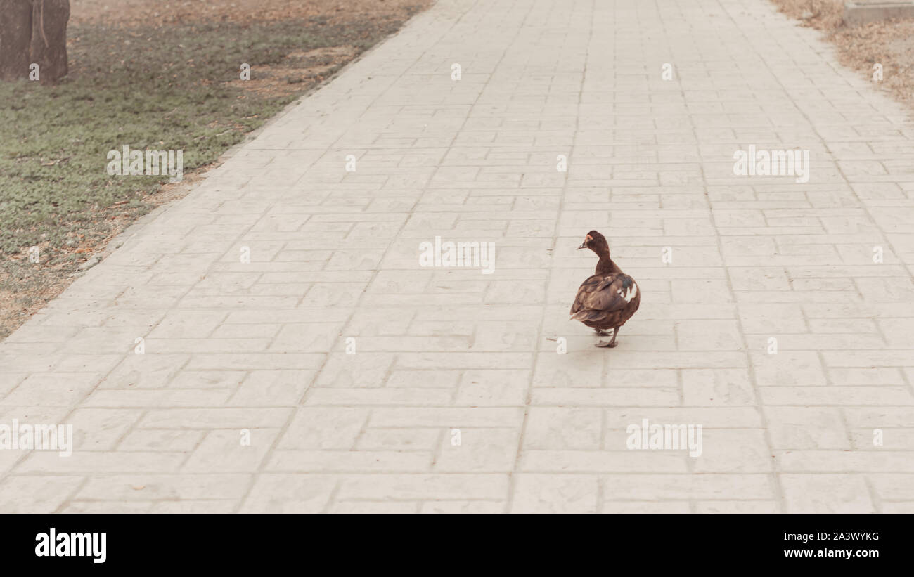 duck walking for the way, alone Stock Photo - Alamy