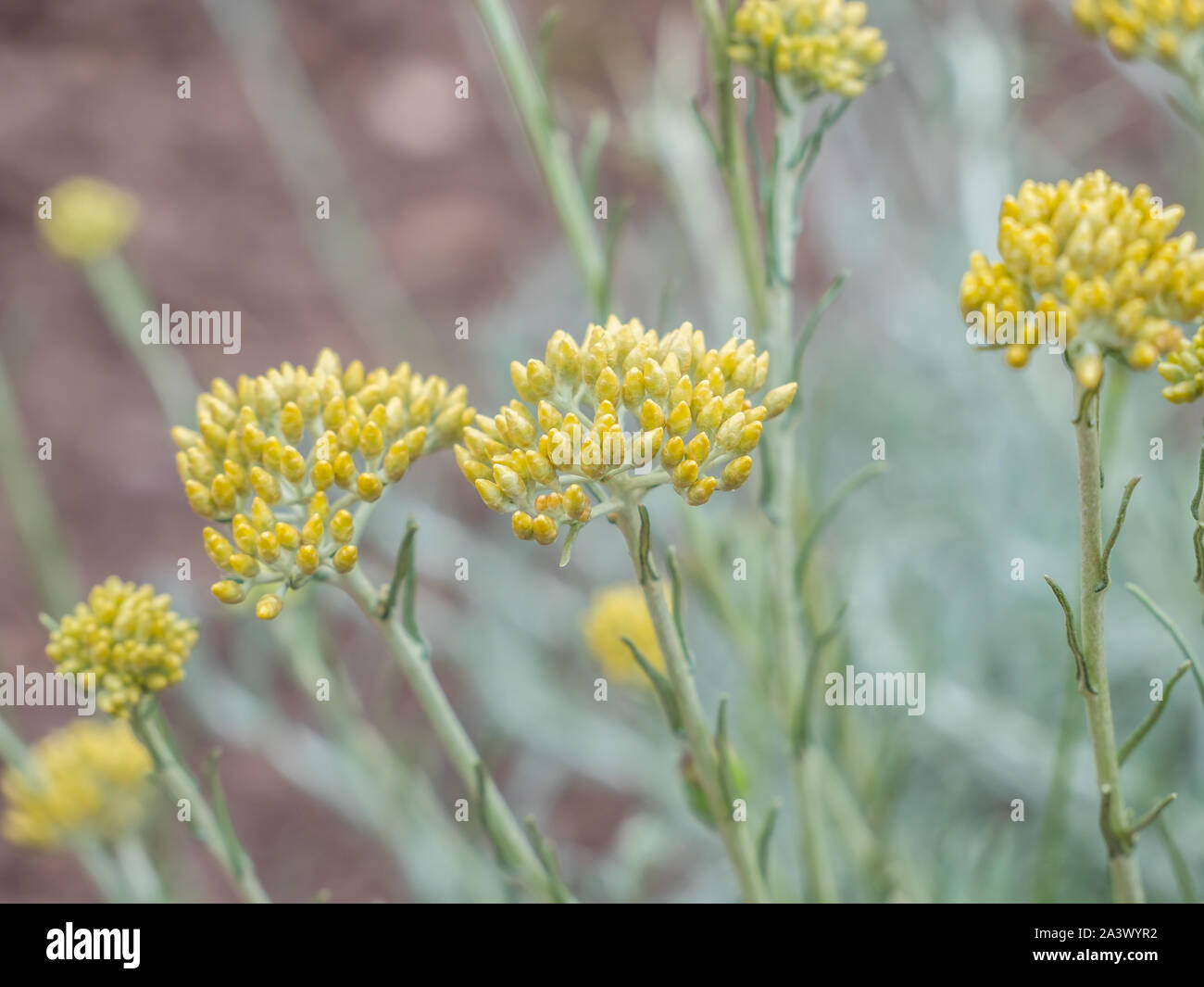 Helichrysum italicum plant in the garden Stock Photo - Alamy