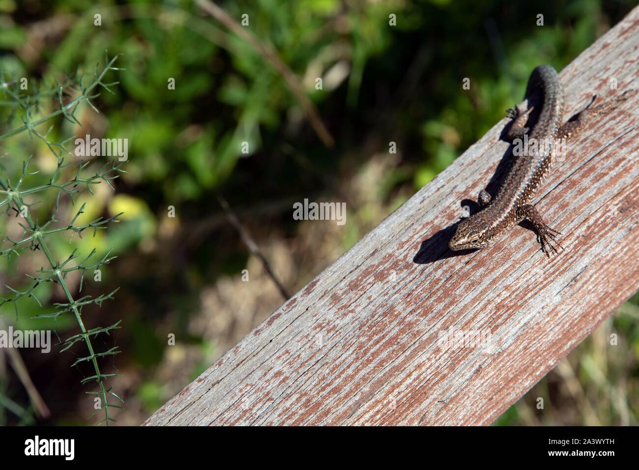 Lizard portugal hi-res stock photography and images - Alamy