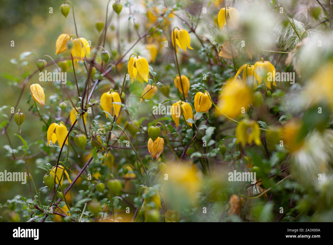 Yellow bell shaped flower named Clematis tangutica or Bill Mackenzie in ...