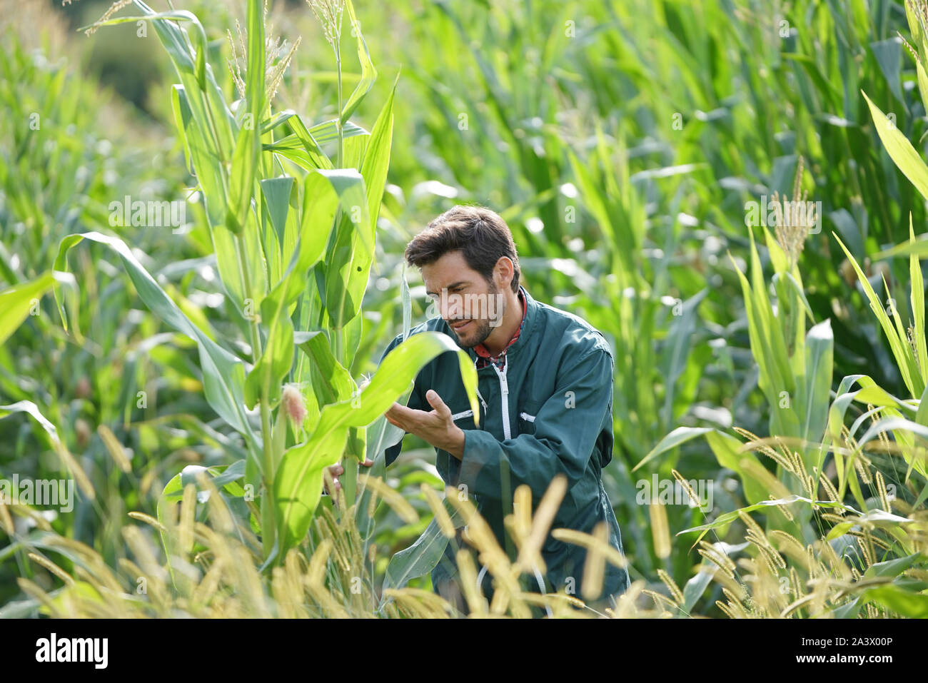Farmer checking on corn crops Stock Photo - Alamy