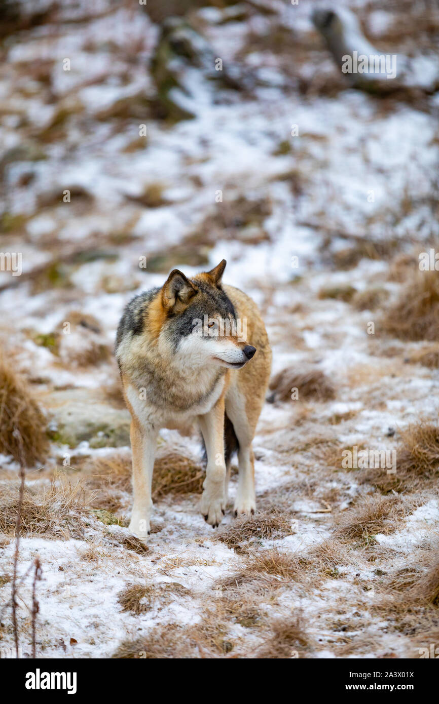 Gray wolf prey hi-res stock photography and images - Alamy