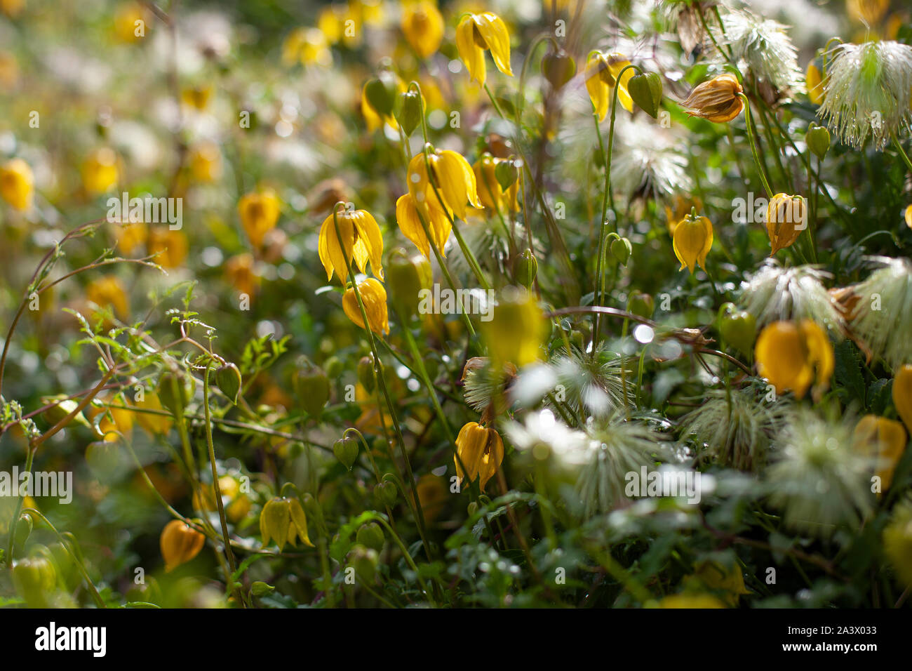 Yellow bell clematis hi-res stock photography and images - Alamy