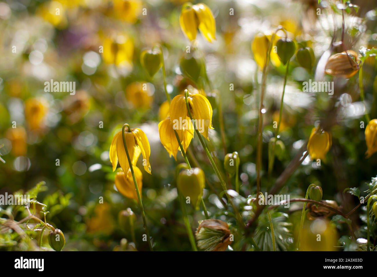 Yellow bell clematis hi-res stock photography and images - Alamy