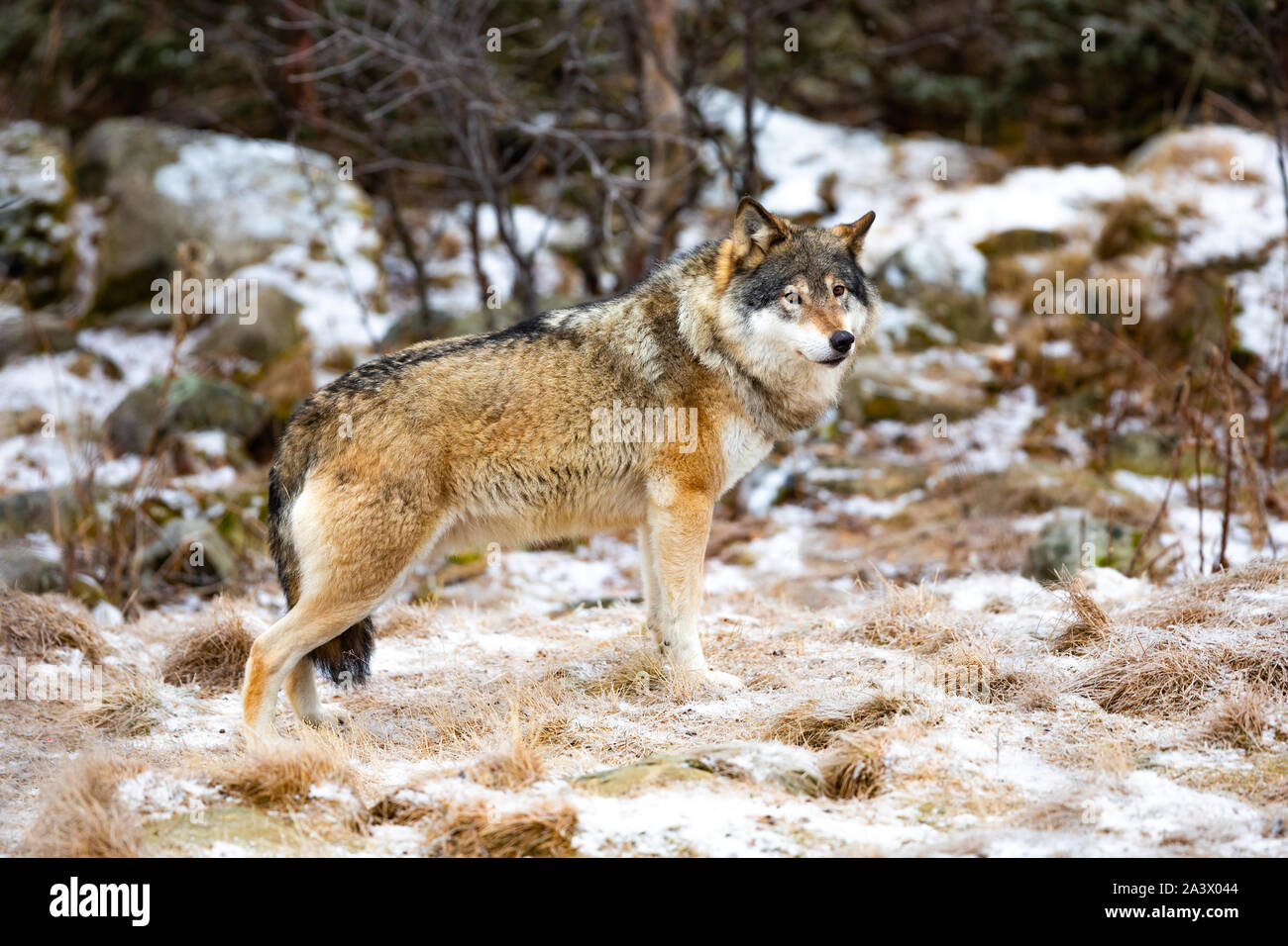 Magnificent wolf standing in the forest in early winter Stock Photo - Alamy