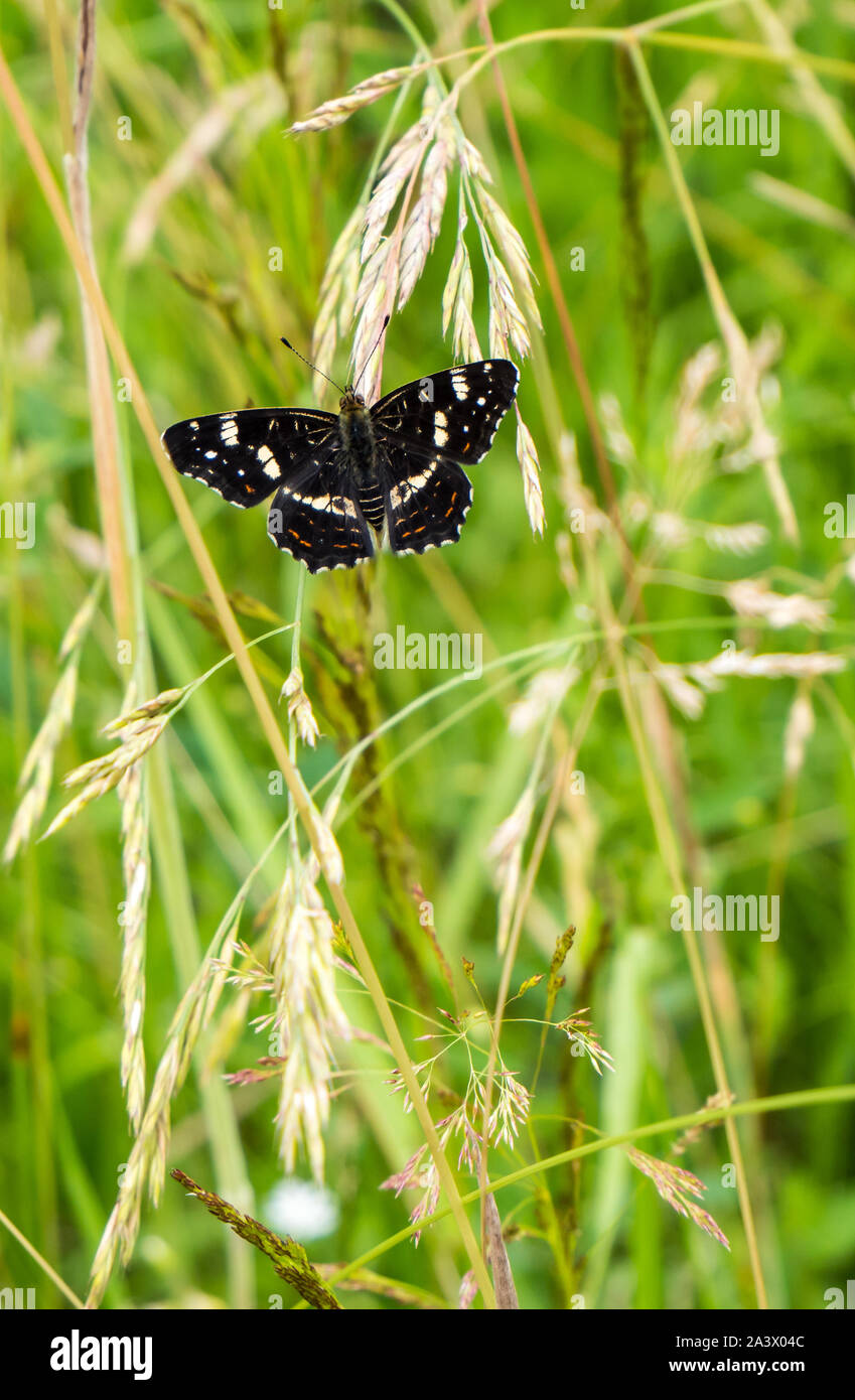 Beautiful wild map butterfly hi-res stock photography and images - Alamy
