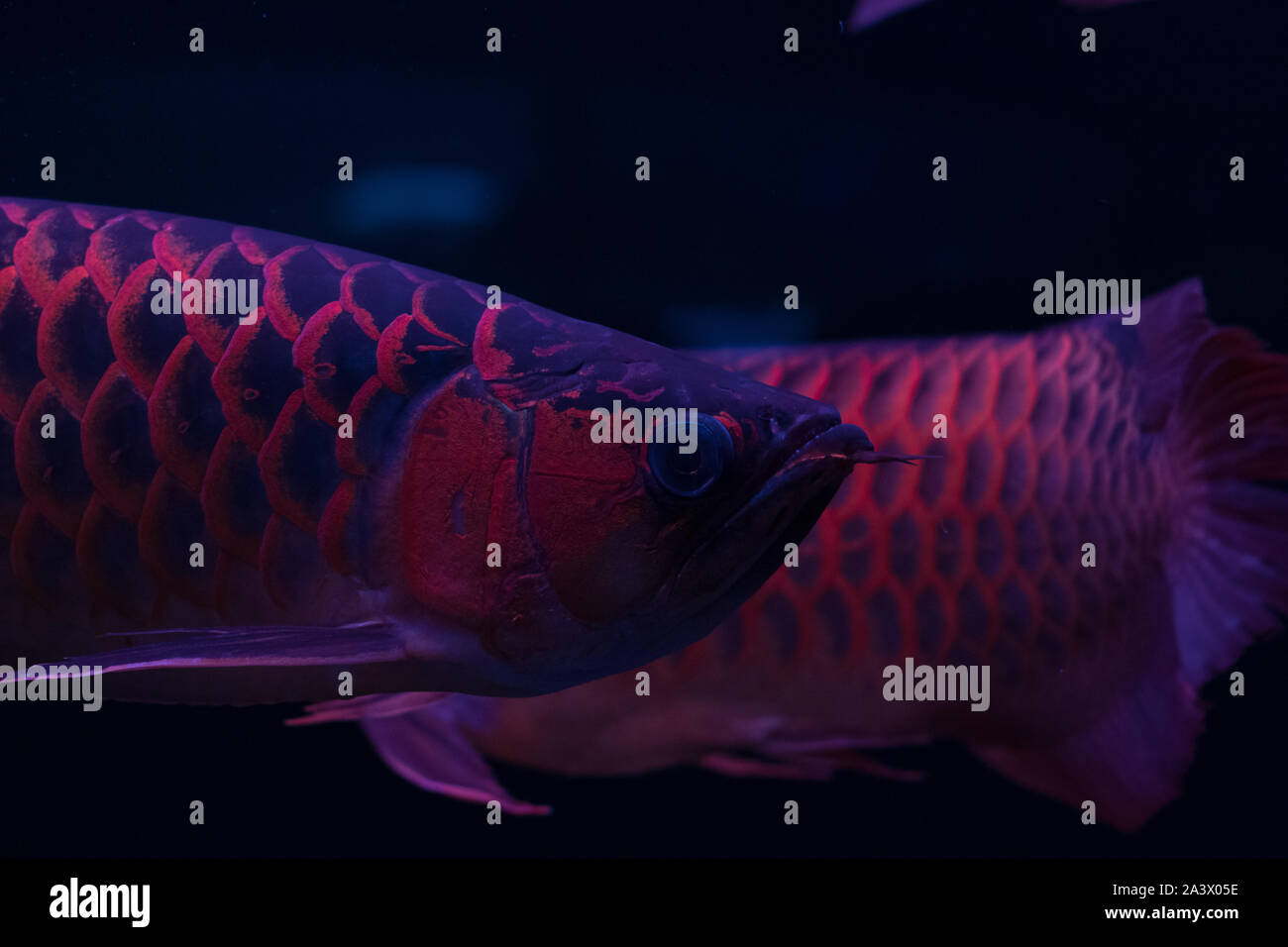 Super Red Arowana Stock Photo - Alamy