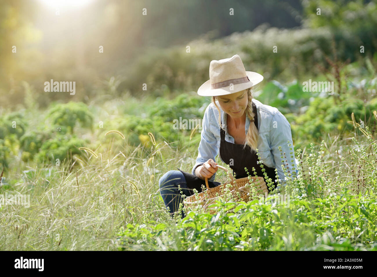 Farmer woman working in agricultural organic field Stock Photo - Alamy