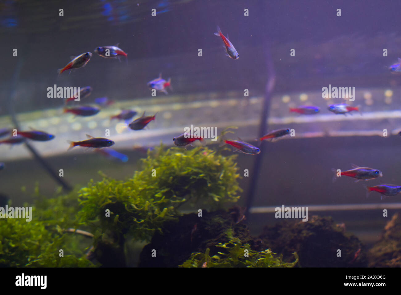 cute small colorful fish in an aquarium Stock Photo - Alamy