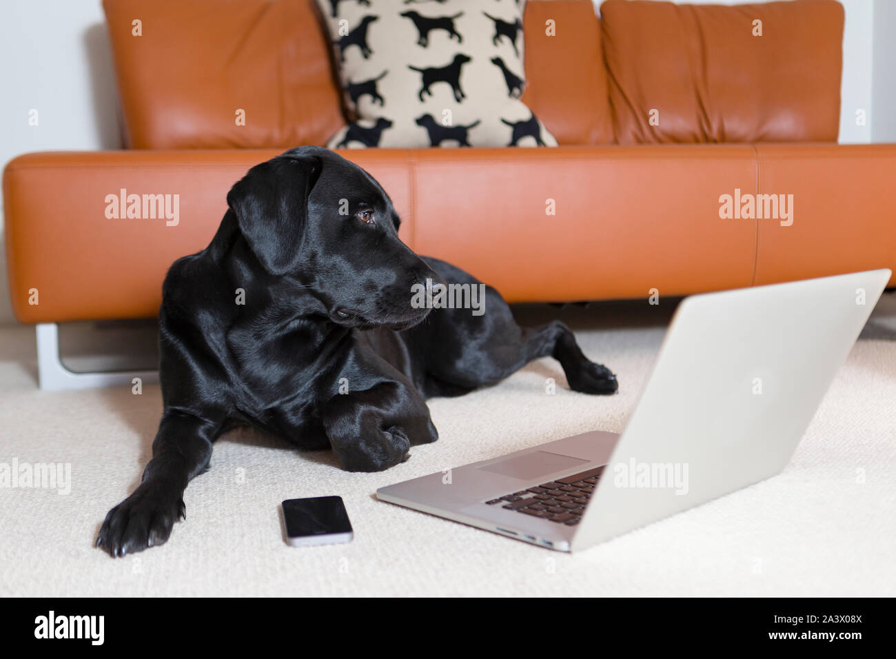 Black labrador with computer Stock Photo - Alamy