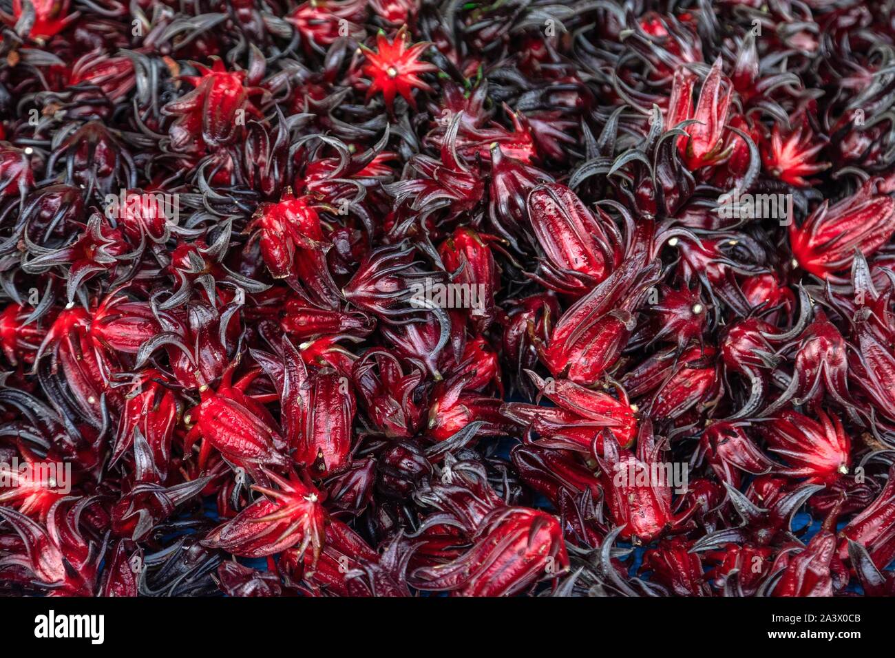 French sorrel flower hi-res stock photography and images - Alamy