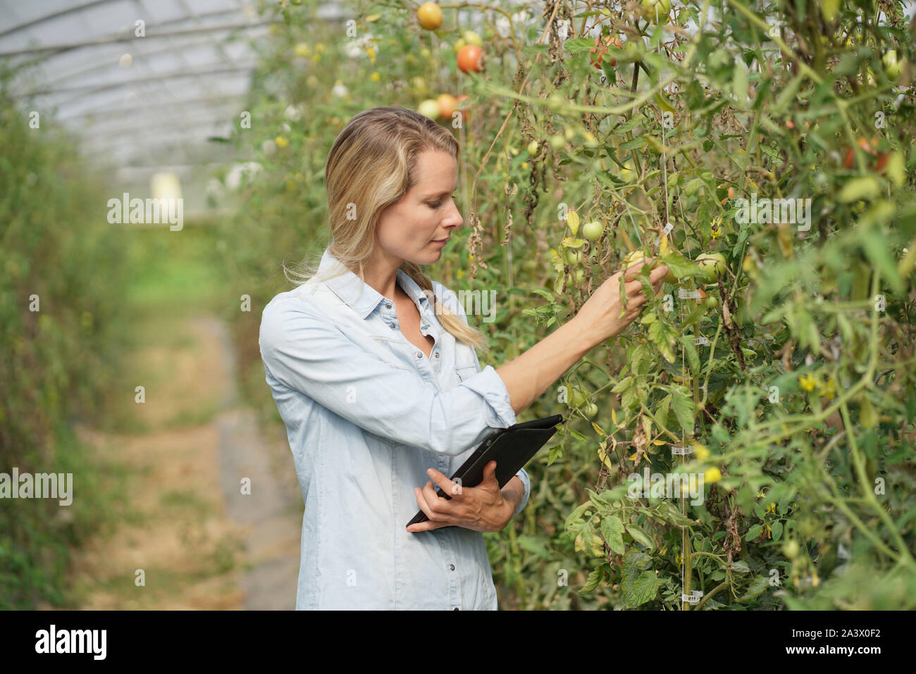 Agronomy engineer hi-res stock photography and images - Alamy