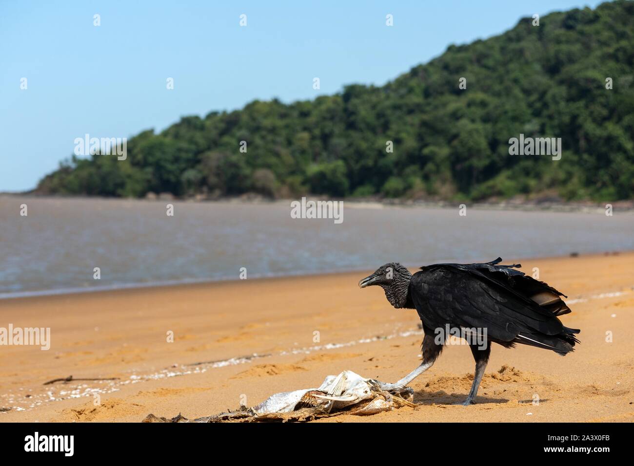 BLACK VULTURE, REMIRE BEACH, ISLAND OF CAYENNE, FRENCH GUIANA, OVERSEAS ...