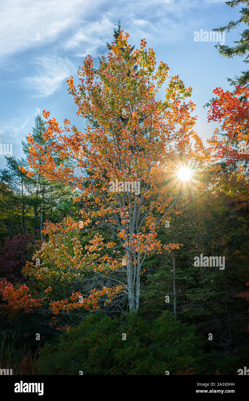 Setting sun shining through a maple tre with its fall foliage Stock ...