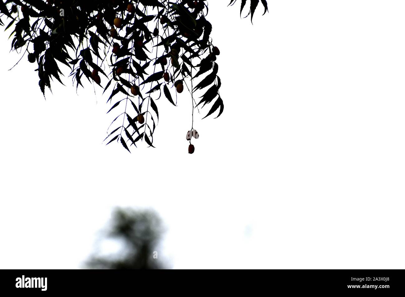 A Beautiful Snap of new leave of Plants Stock Photo - Alamy