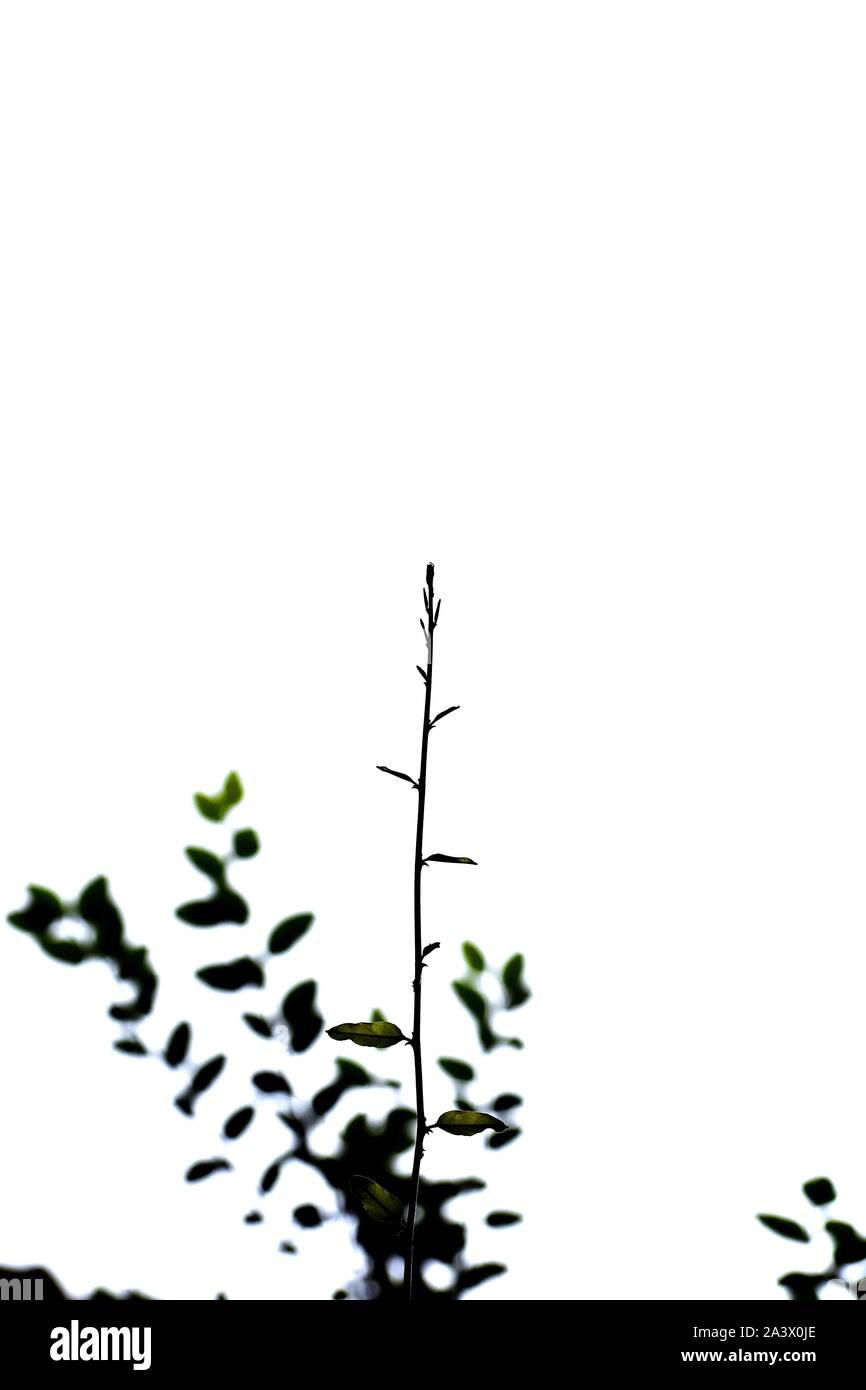 A Beautiful Snap of new leave of Plants Stock Photo - Alamy