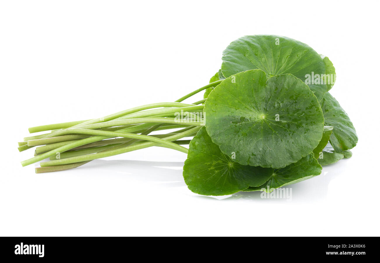 Closeup leaf of Gotu kola, Asiatic pennywort, asiatic leaf isolated on ...