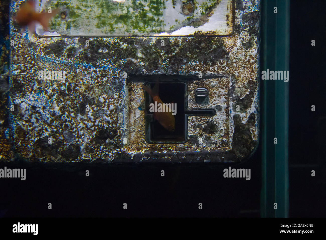 Small fish in an aquarium made from the ruins of a public telephone box ...