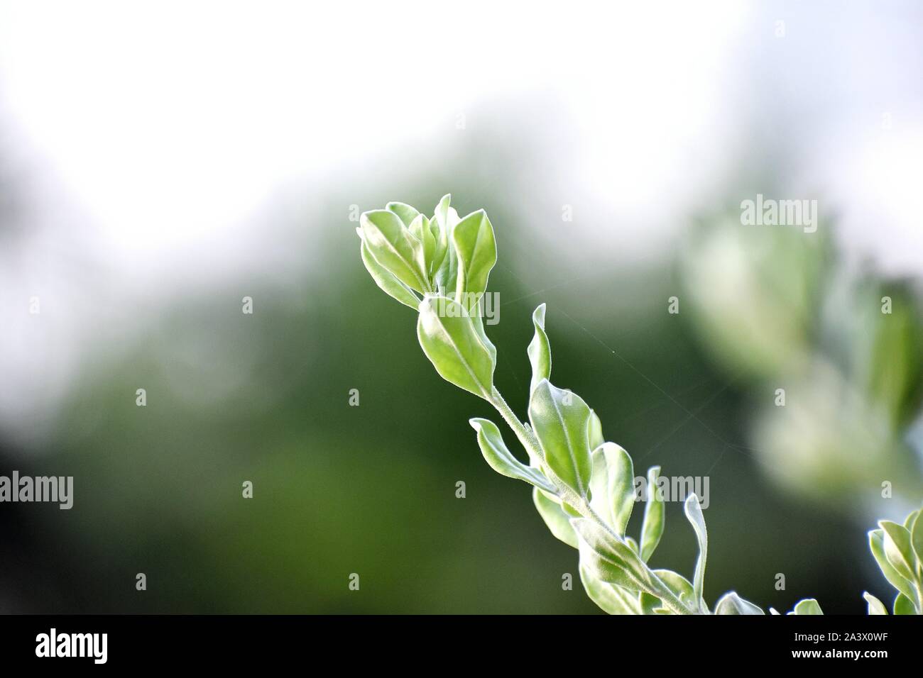 A Beautiful Snap of new leave of Plants Stock Photo - Alamy