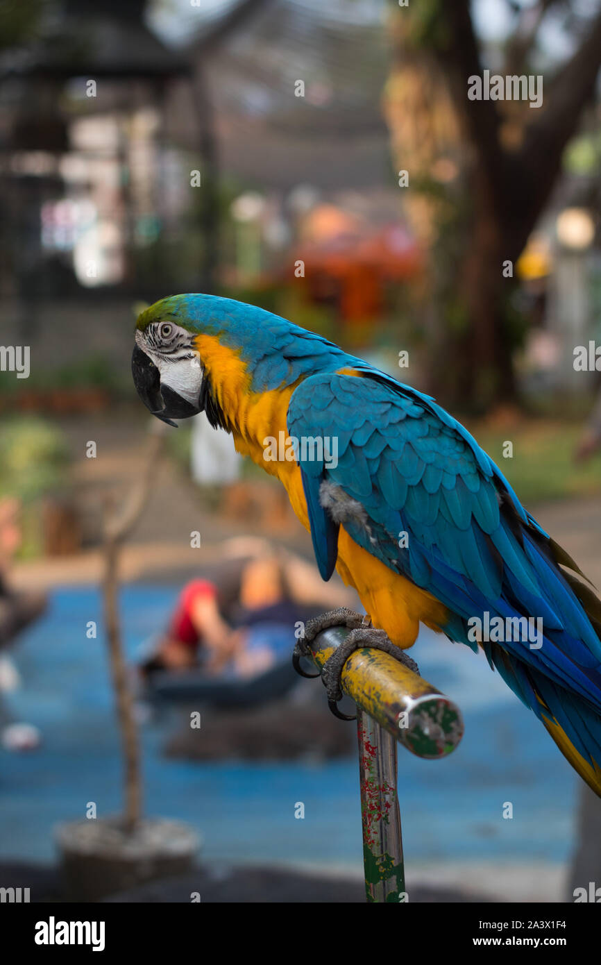 Polynesian parrot hi-res stock photography and images - Alamy