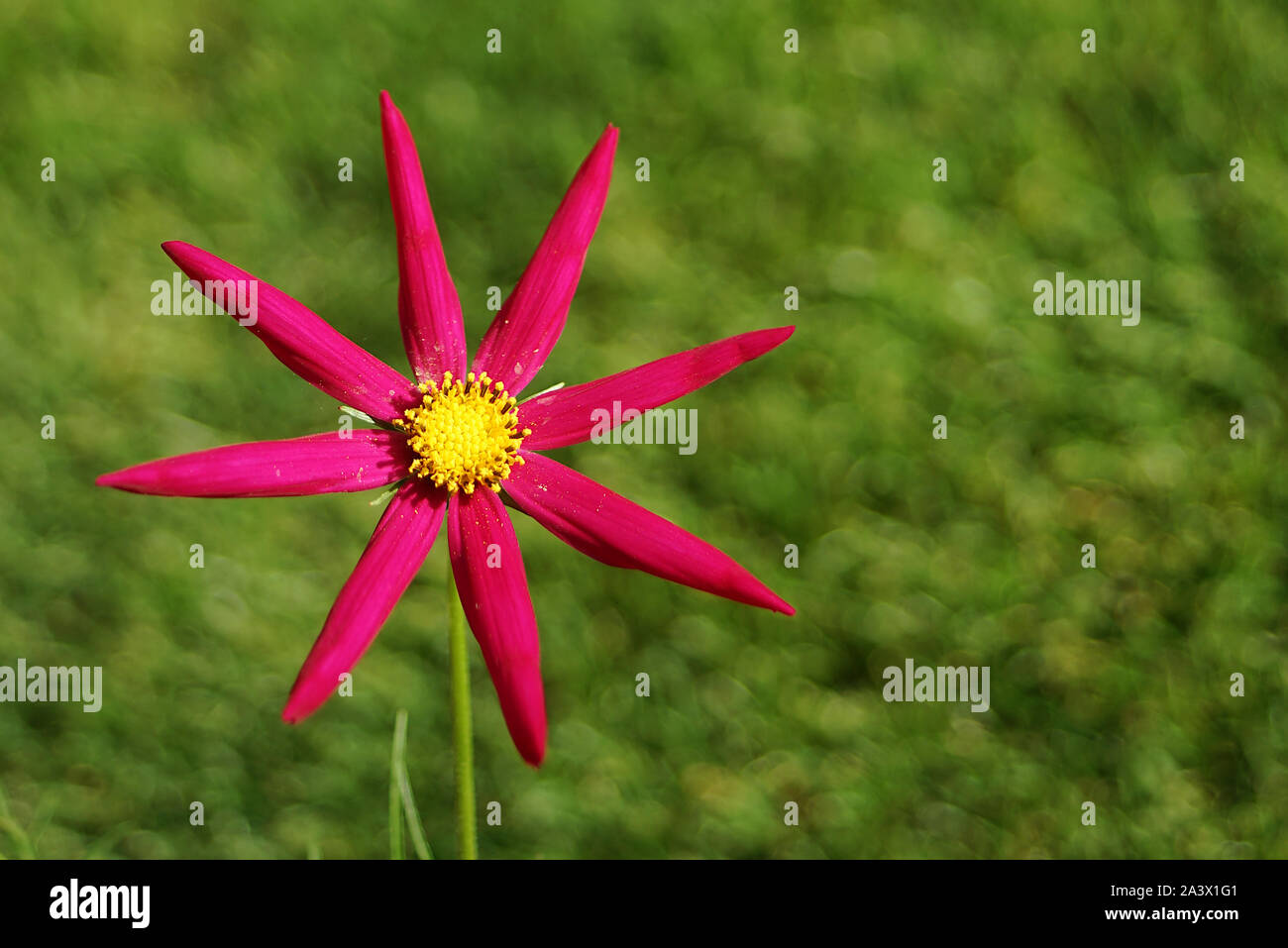 cosmos, red star on grass Stock Photo - Alamy